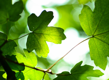 Hall of Hemingbrough